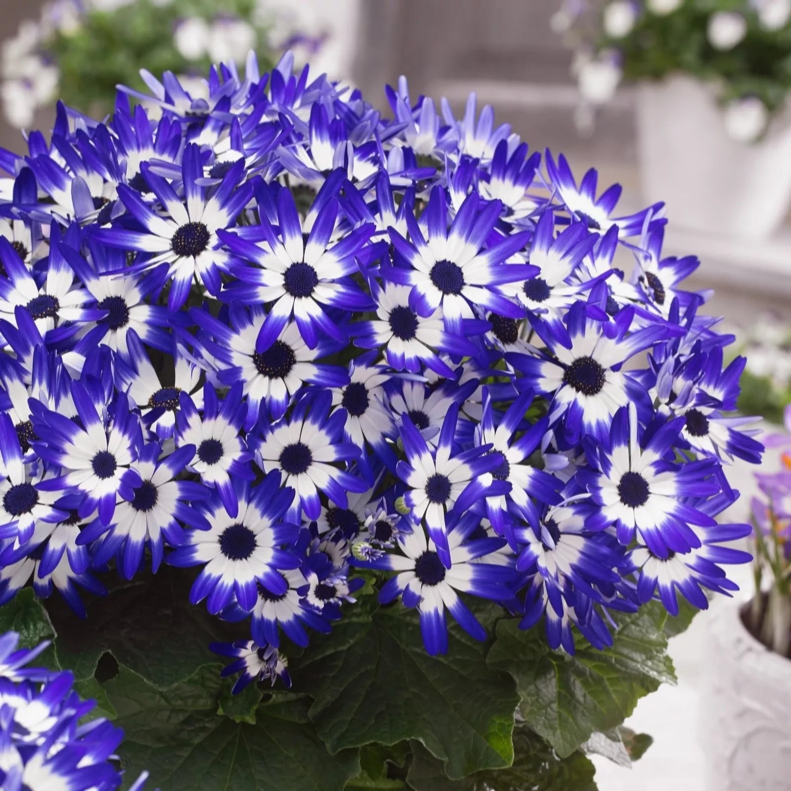 Blue Bicolour Senetti Plant in Bud & Bloom