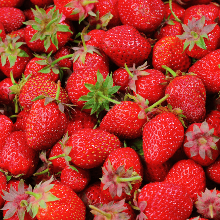 Strawberry Elsanta - Pack of SIX Plants