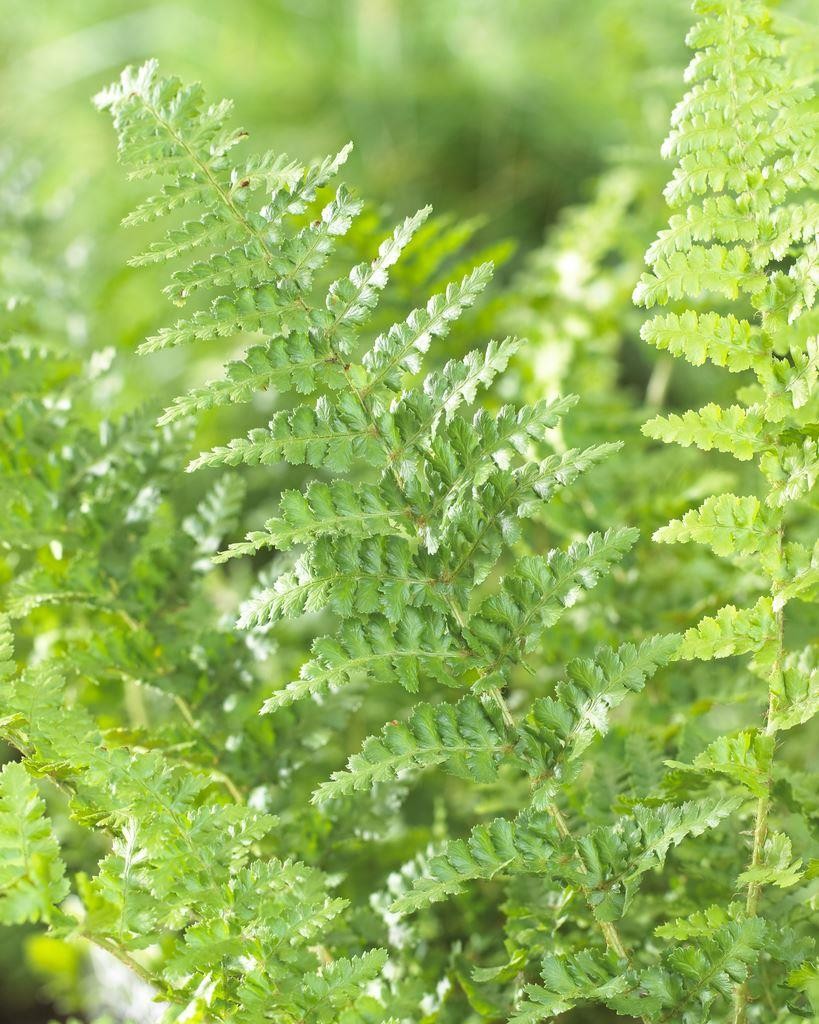 Dryopteris filix-mas - Male Fern