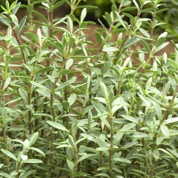 Hebe plants for sale | Buy Hebe shrubs UK delivery