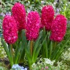 Hyacinth Jan Bos - Pack of 3 Bulbs