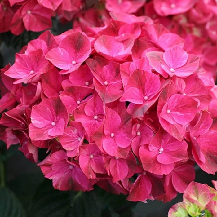 Hydrangea Pink Ruby - Large Flowered Mophead Hydrangea - XXXL Plants