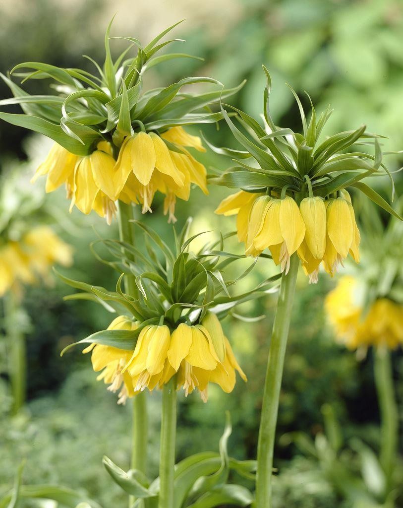 Fritillaria imperialis lutea - Golden Crown Imperial Fritillary