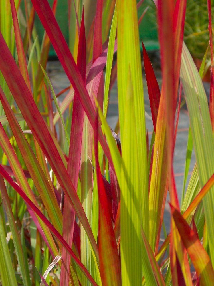 Imperata cylindrica rubra Red Baron - Japanese Blood Grass