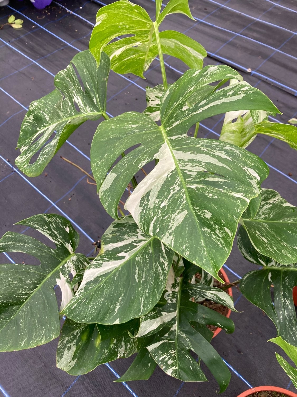 LARGE - Monstera deliciosa variegata - Variegated Swiss Cheese Plant