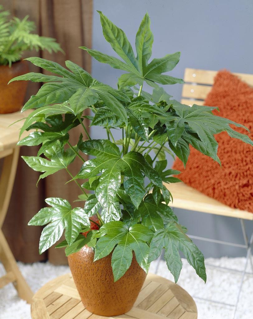 Fatsia Japonica - Japanese Aralia Plants