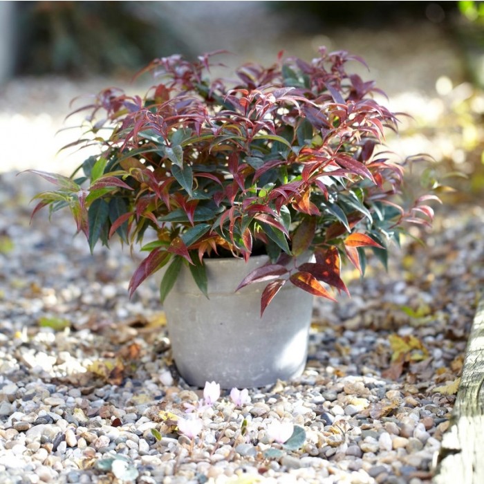 Leucothoe keiskei 'Royal Ruby' - Switch Ivy