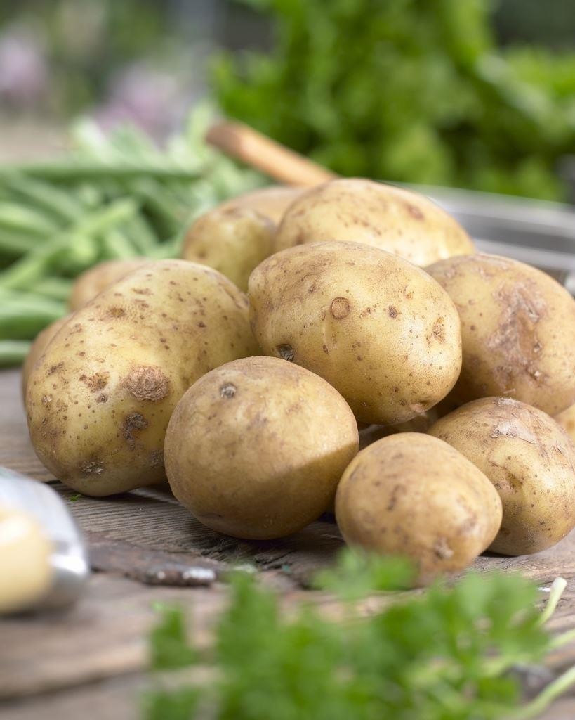 Rocket - 1st Early Seed Potatoes - Pack of 10