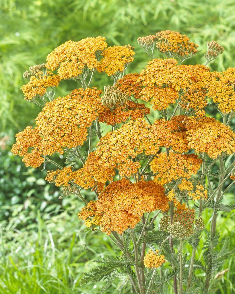 Achillea millefolium Terracotta - Yarrow
