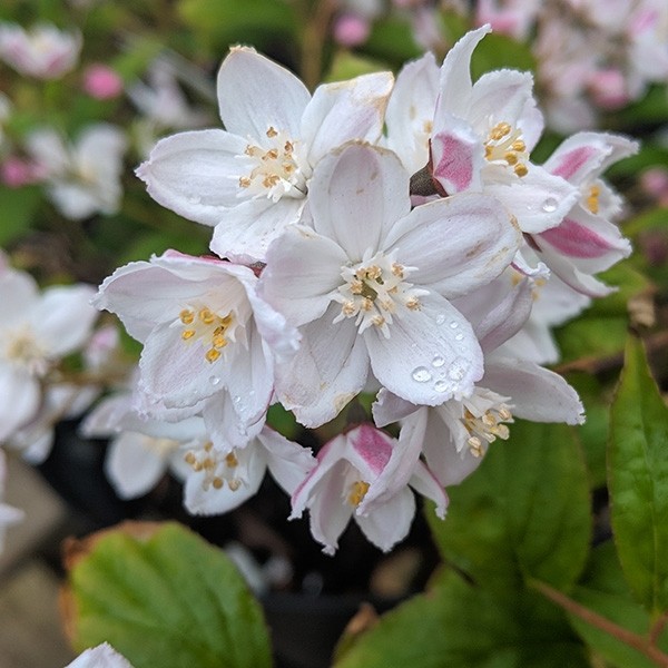 Deutzia shrubs for sale | Buy Deutzia plants UK delivery