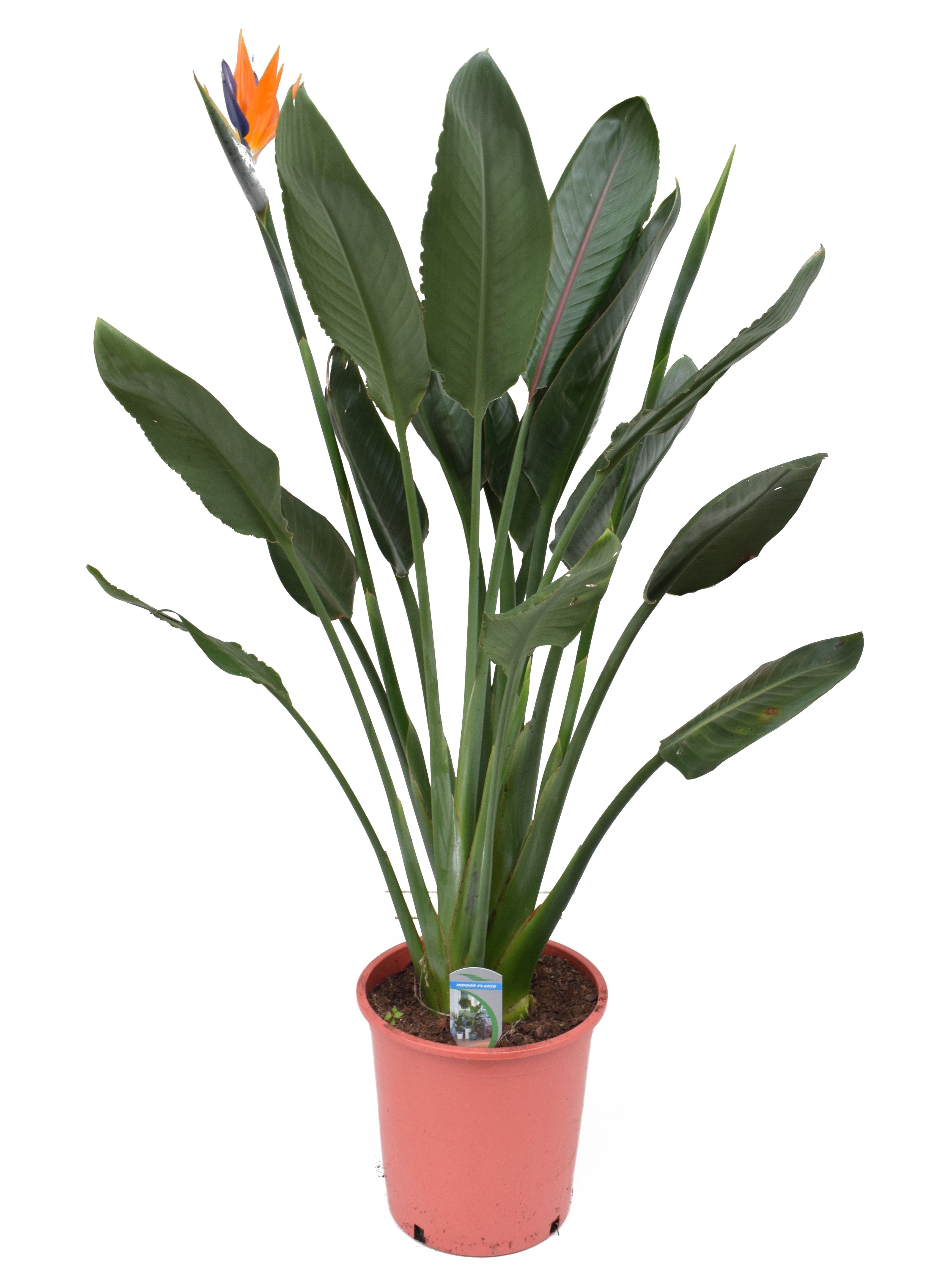LARGE - Strelitzia reginae - Bird of Paradise Plant in Bud