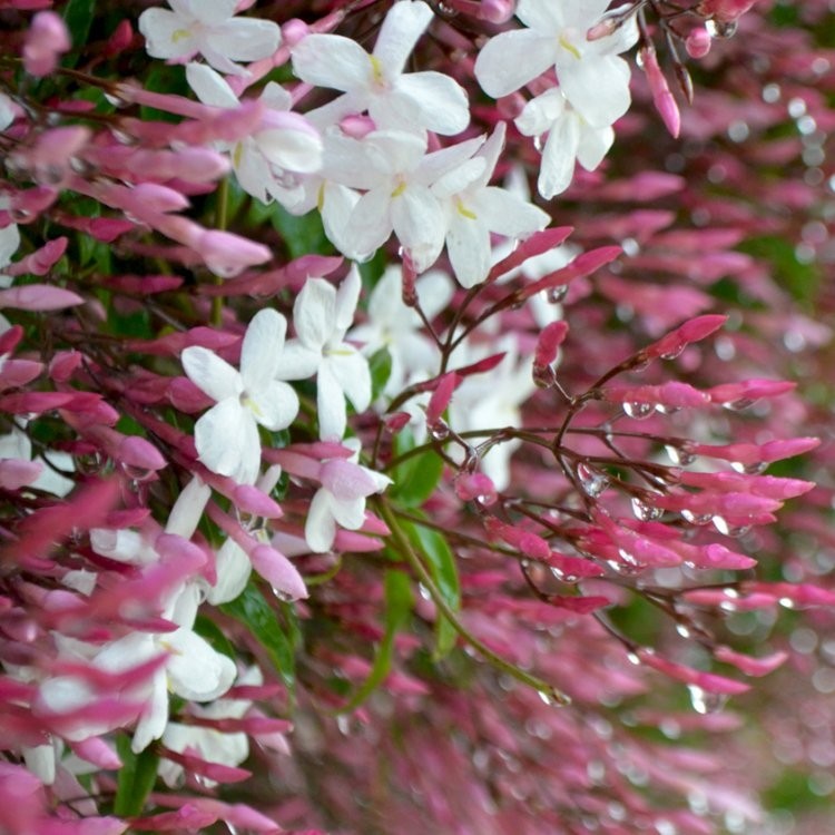 Perfumed Chinese Jasmin - Large 100-120cm Pyramid - Jasminium ...