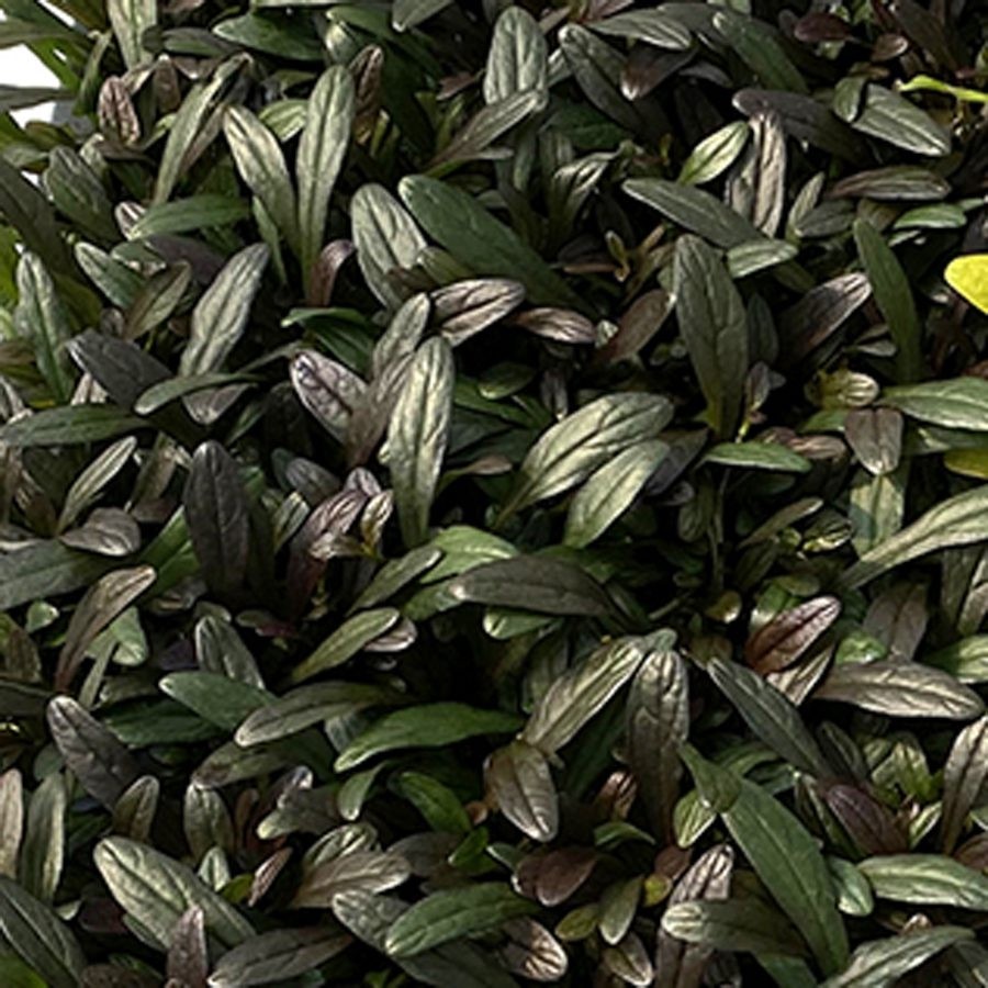 Ajuga Noble Nightingale - Feathered Friends