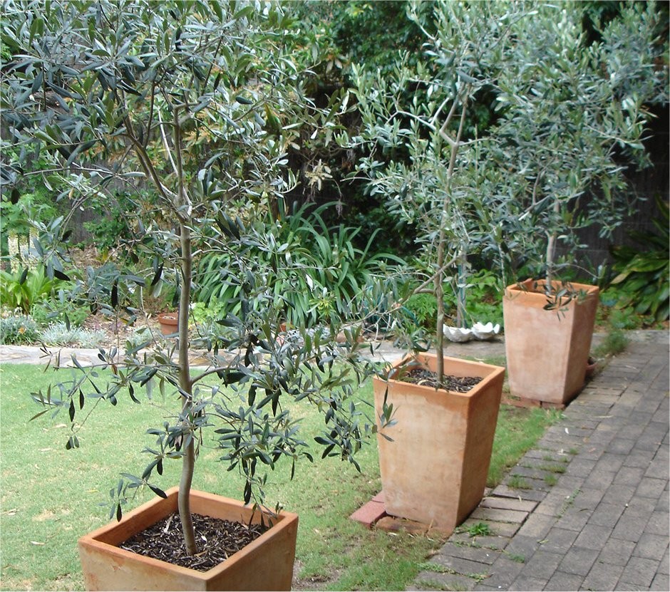 Olea Europa - Large Mediterranean Olive Tree - circa 150-180cms Tall