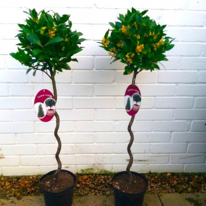Pair of Corkscrew Standard Lollipop Spiral Bay Trees - Laurus nobilis ...