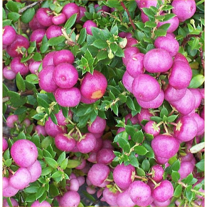 Pernettya mucronata Evergreen Prickly Heath Berry Plants - Pack of ...