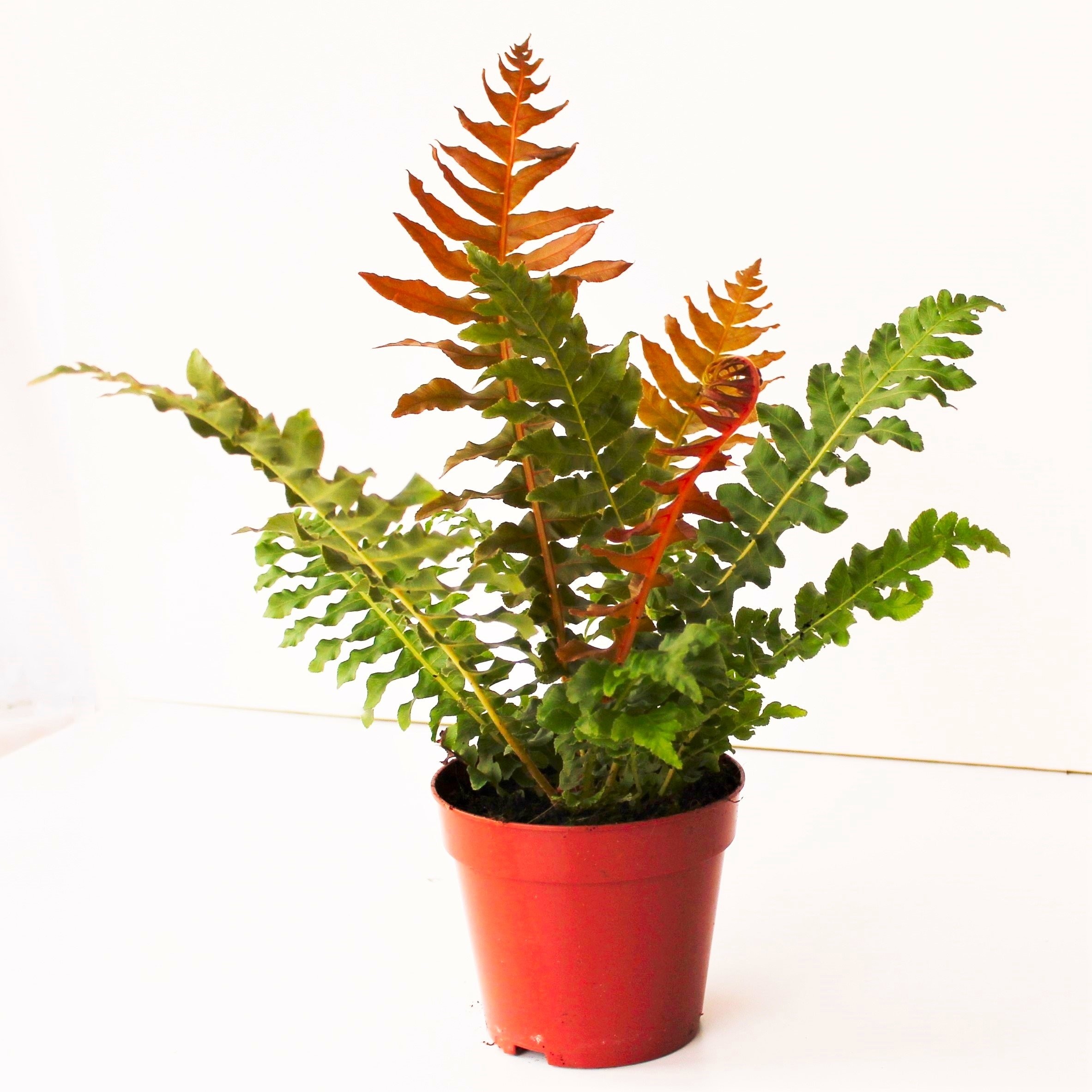 Blechnum brasiliense 'Volcano' - Red Brazilian Tree Fern