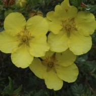 Potentilla shrubs for sale | Buy Potentilla plants UK delivery