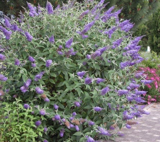 Buddleja Lochinch - Buddleia Butterfly Bush