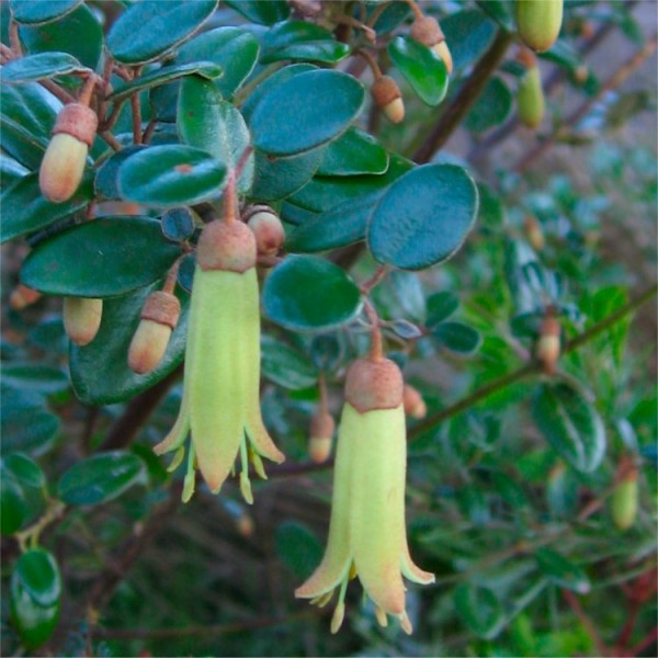 Fuchsia shrubs for sale UK | Fuchsia plants UK delivery