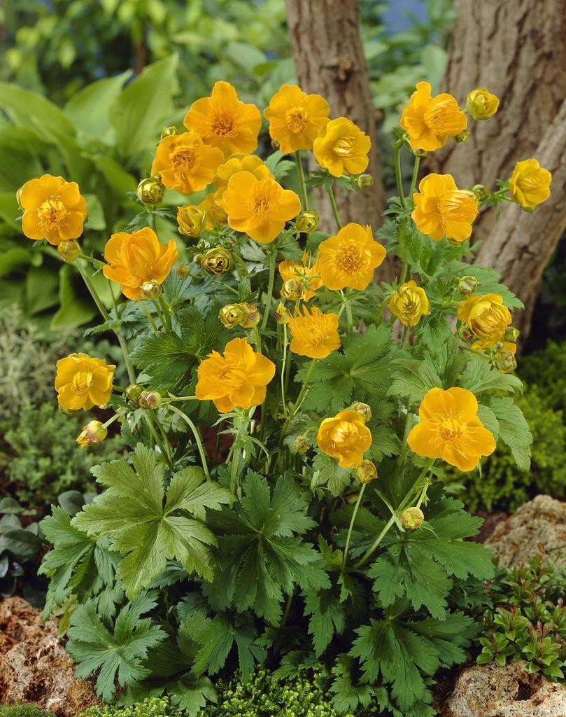 Trollius Golden Queen