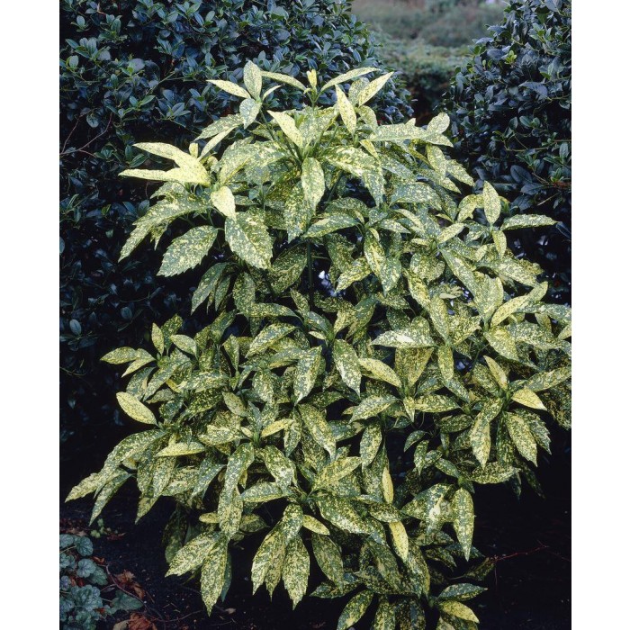 Aucuba japonica Variegata - LARGE - Variegated Spotted Laurel