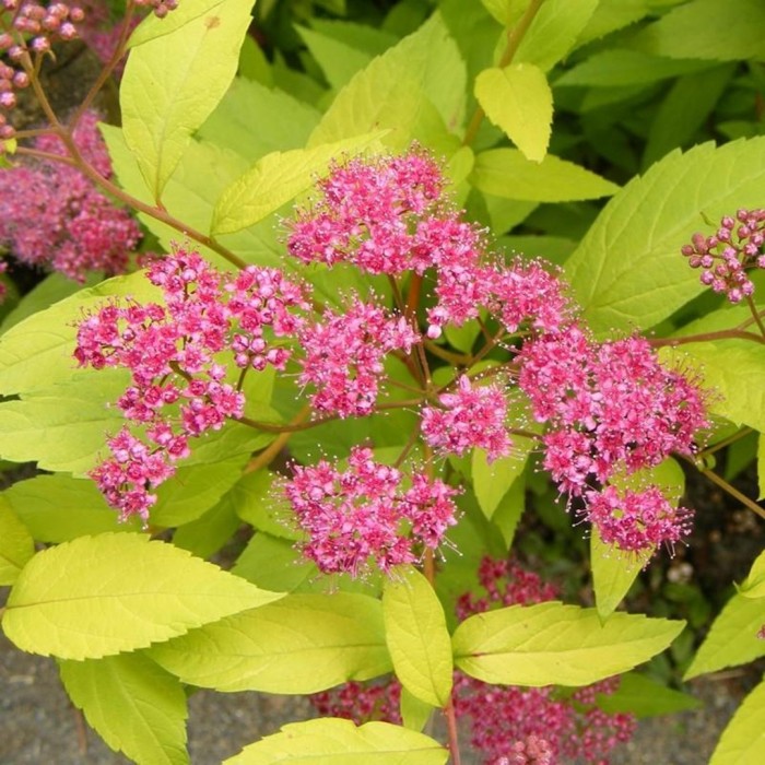 Spirea Golden Princess - Gold Foliage Spiraea