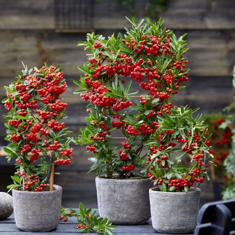 Pyracantha coccinea Red Star - Firethorn