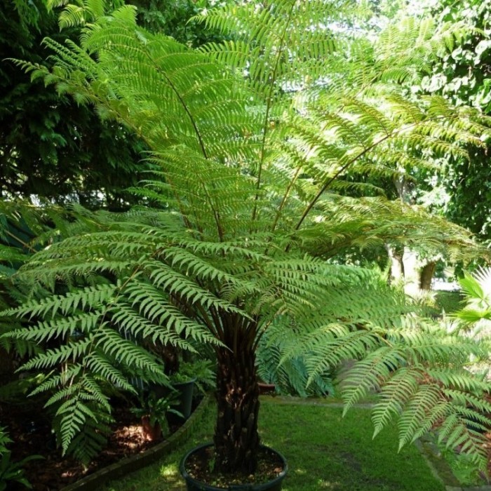 Large Cyathea dealbata - Silver Tree Fern