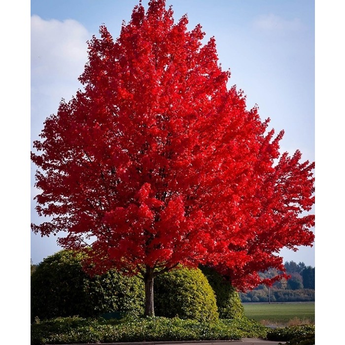 Acer rubrum Sun Valley - American Red Maple - Circa 150-180cms tall