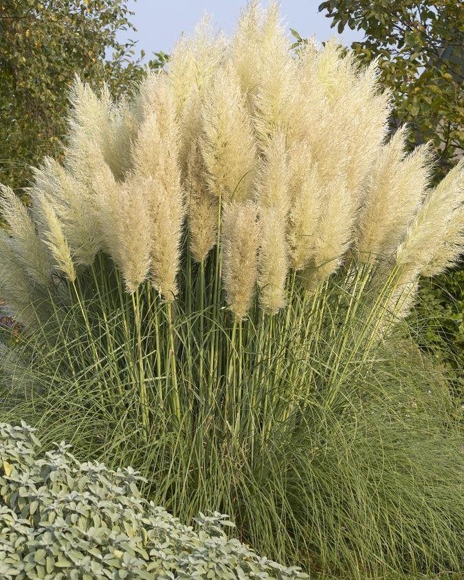 Dwarf Pampas Grass Cortaderia Selloana Pumila Large Plant