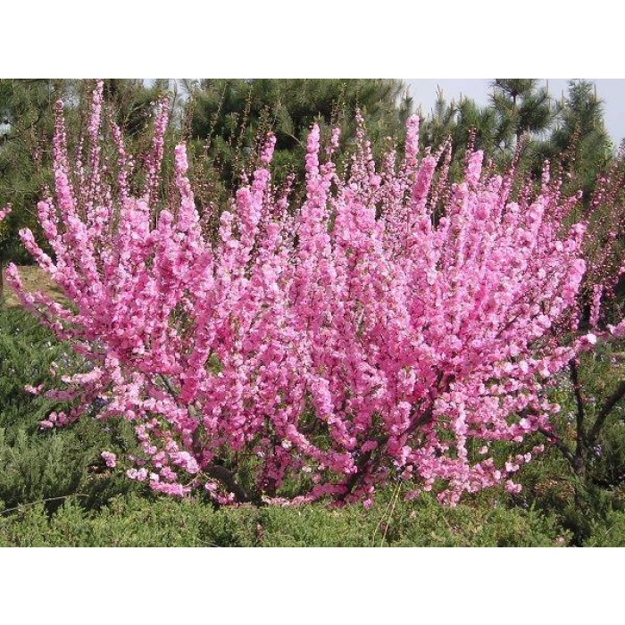 Prunus triloba 'Rosemund' - Compact Double Flowering Cherry-Almond SHRUB