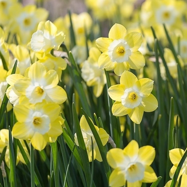 Daffodil - Narcissus Pipit