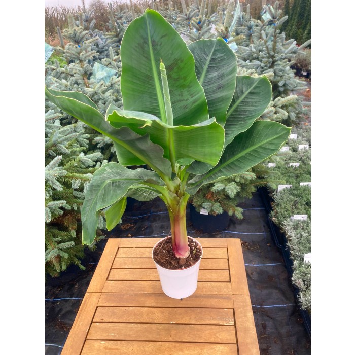 Dwarf Musa Banana Plant circa 50-70cm