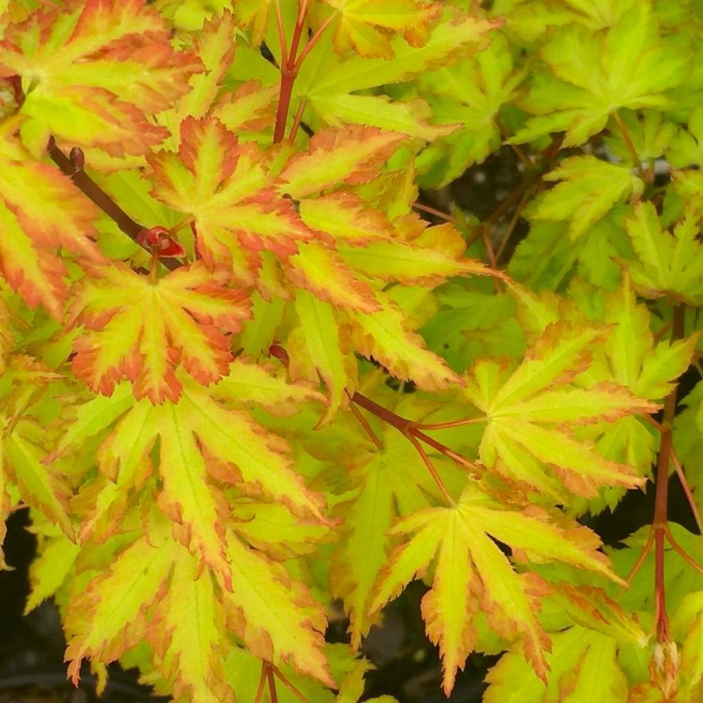 WINTER SALE - Acer palmatum Annie Irene - Japanese Maple