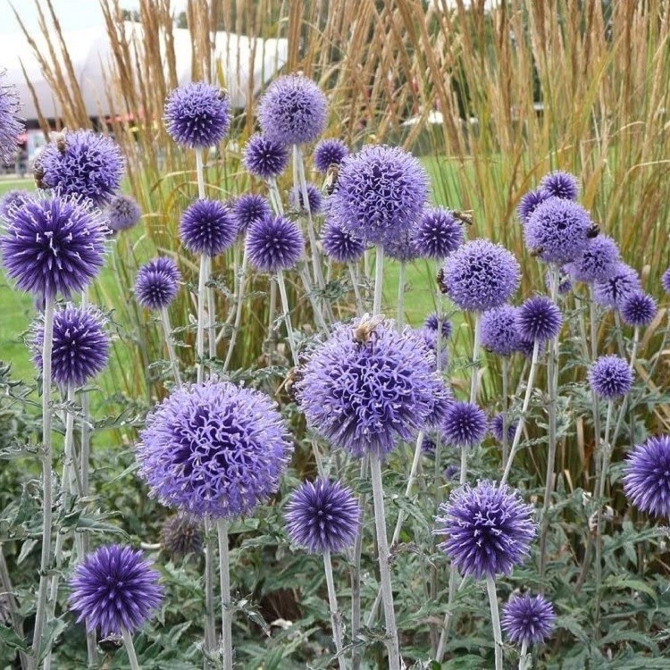 Echinops ritro ruthenicus Platinum Blue