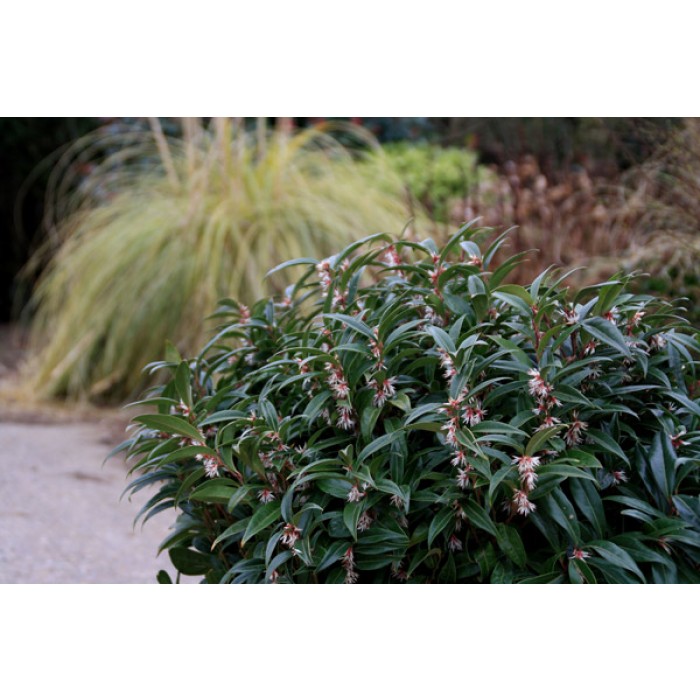 Sarcococca hookeriana Winter Gem - Fragrant Sweet Box