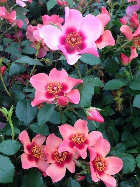 Rose For Your Eyes Only - Floribunda Shrub Rose - Rose of the Year 2015!
