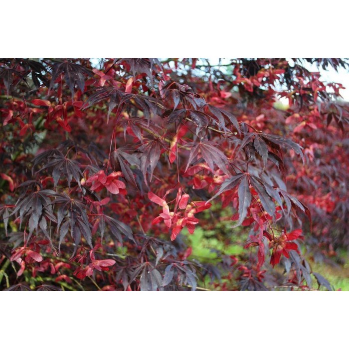 Large Acer Japanese Maple Tree - Suminagashi