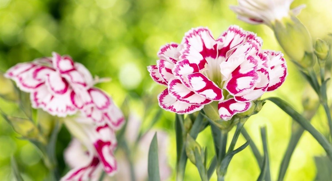 Dianthus caryophyllus Capitan Marco - Scented Picotee Bicolour ...