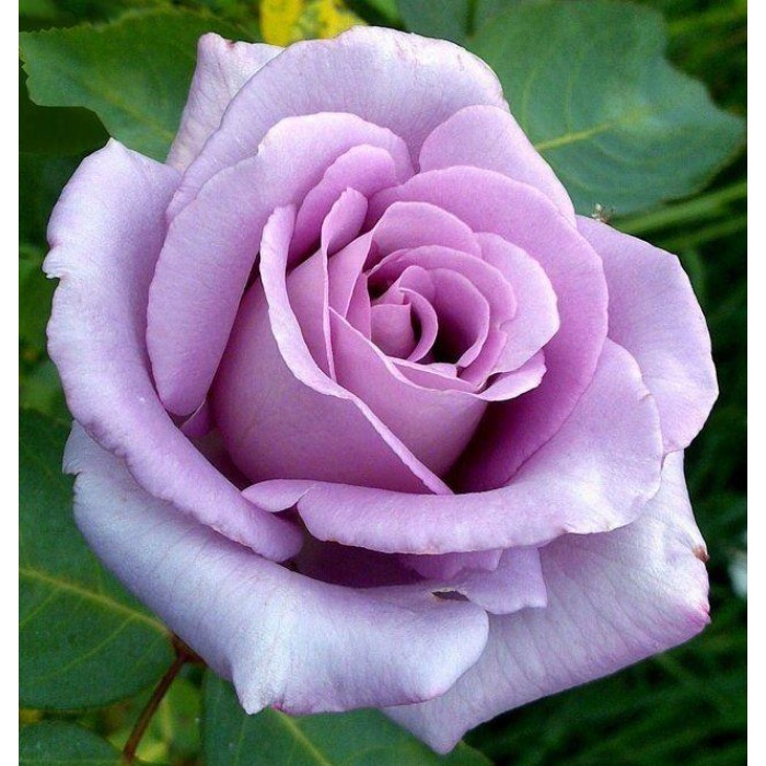 Rose Blue Moon - Hybrid Tea Rose