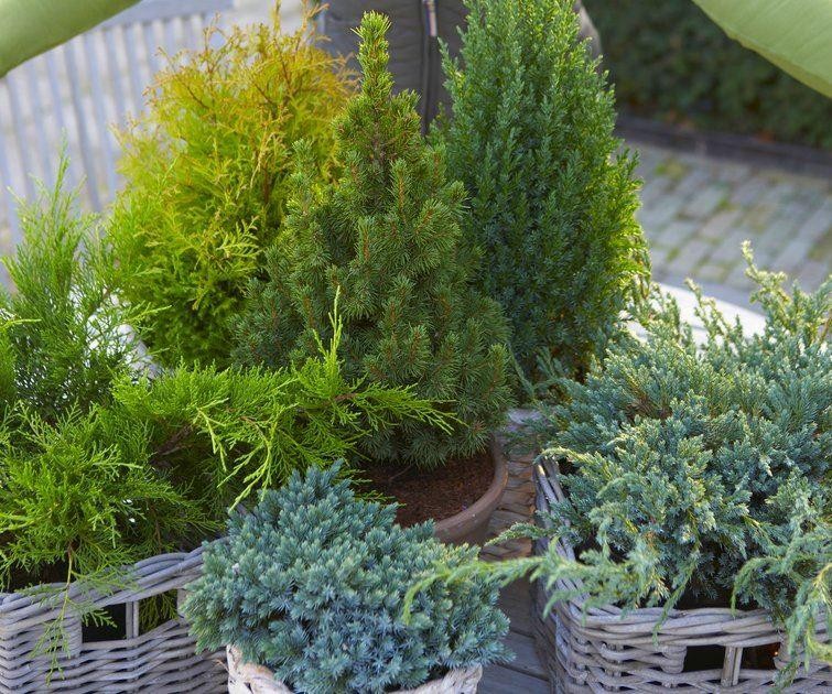 Dwarf Slow Growing Conifers - Collection of 5 Different Contrasting Plants