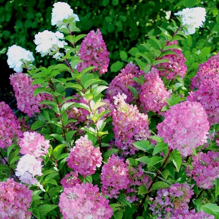 Hydrangea paniculata Sundae Fraise - LARGE