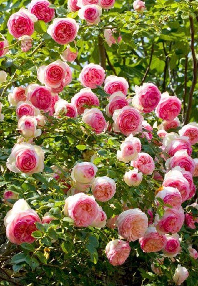Pierre De Ronsard Rose