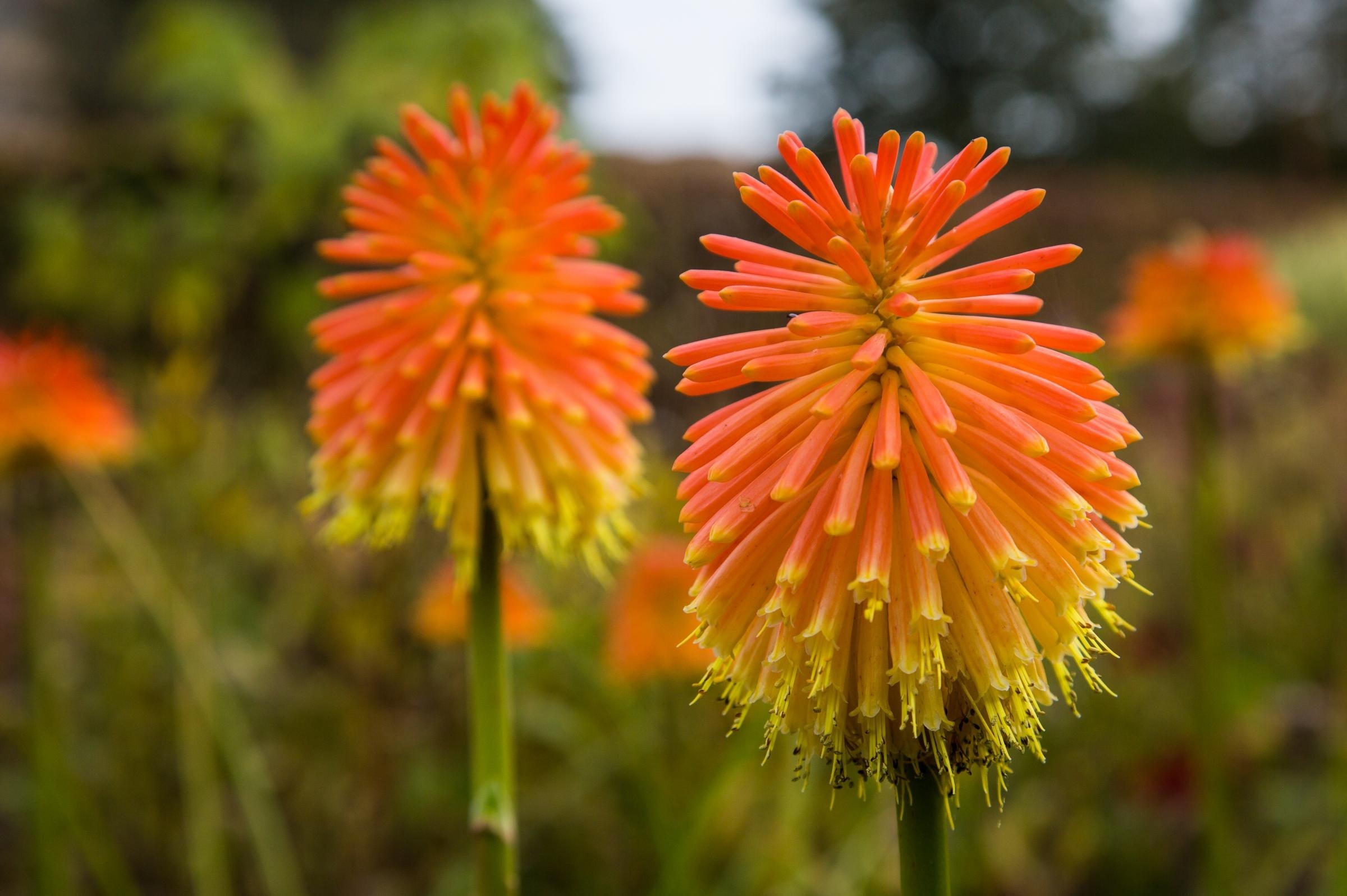 Kniphofia Rooperi - Red Hot Poker