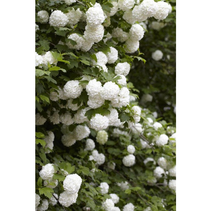 Viburnum opulus roseum - Snowball Tree - Large Specimen