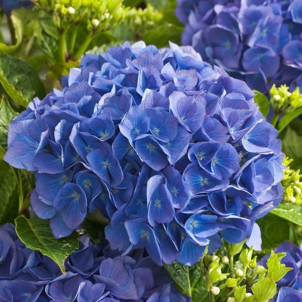 Hydrangea macrophylla Blauling - Blue Bird - Blue teller Lace Cap