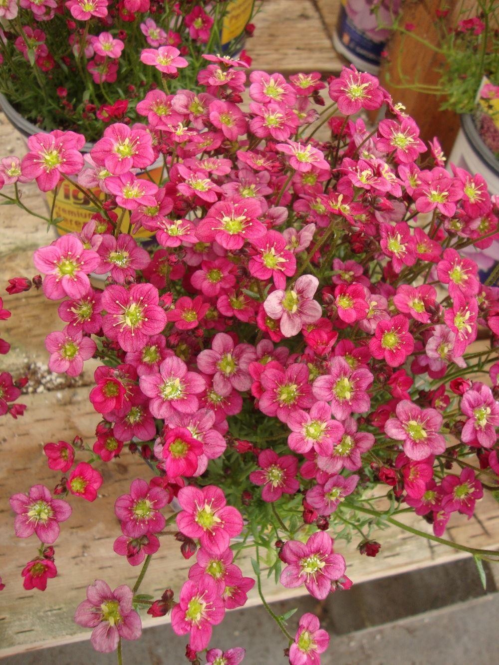 Saxifraga Mossy Red - Saxifrage