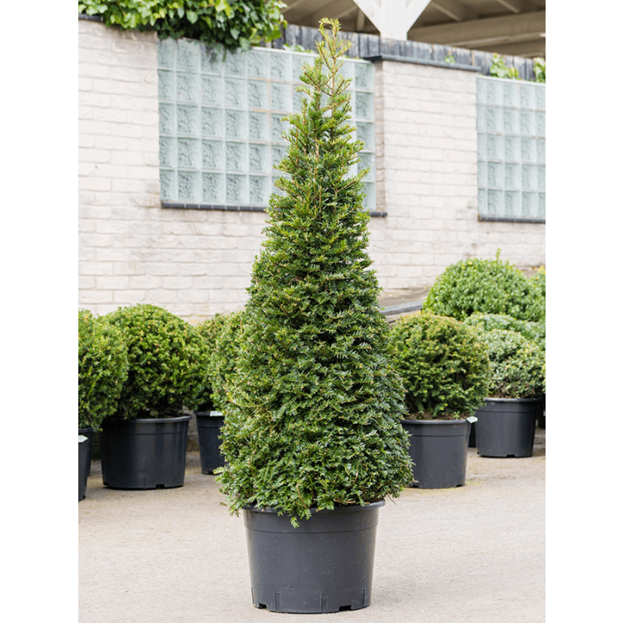 English Yew Topiary Pyramid - Taxus baccata - Extra Large Specimen ...