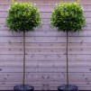 A Pair of Premium Quality Large Standard Bay Trees (Laurus nobilis ...